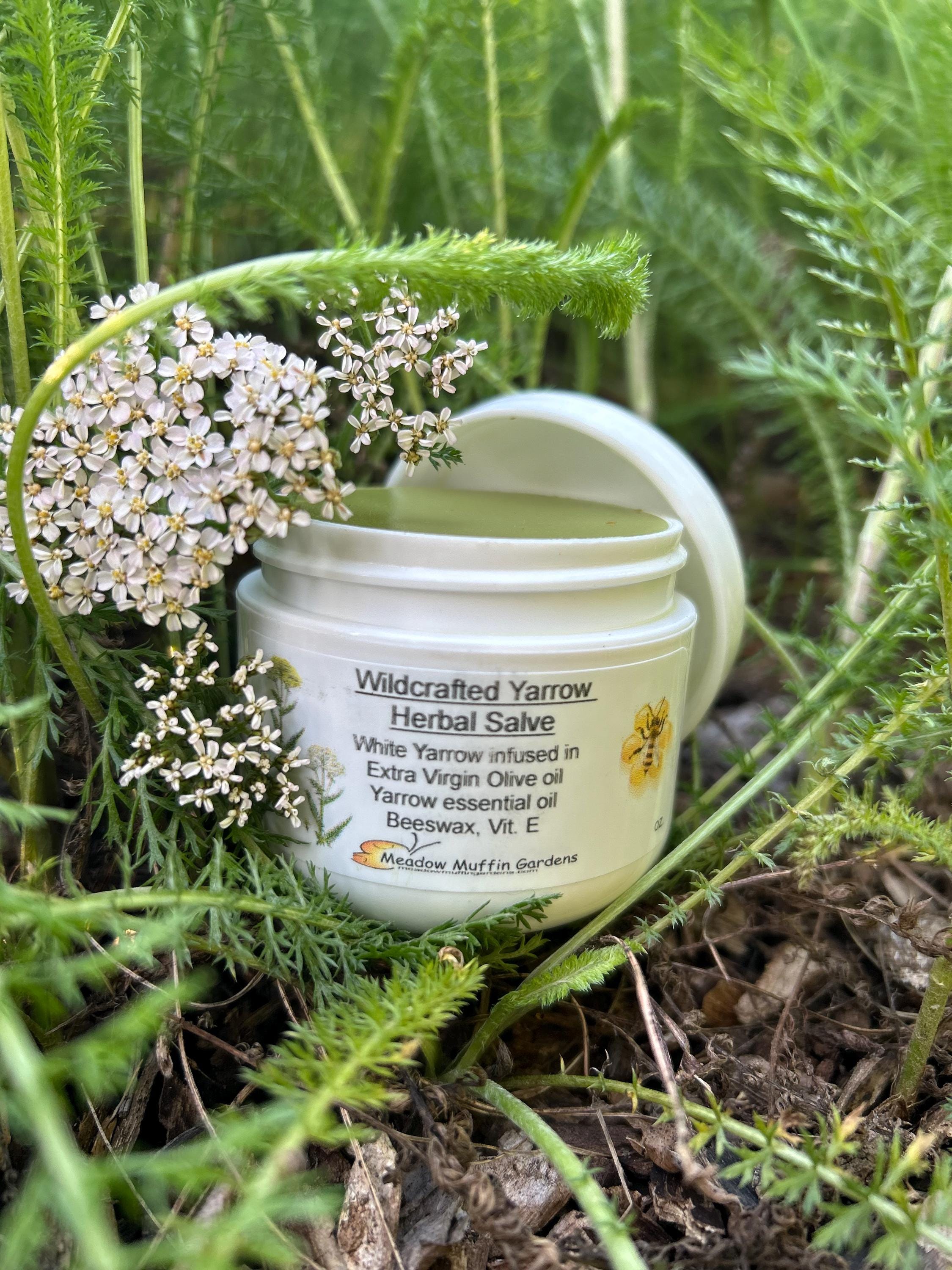 Yarrow, Wild White, Herbal Salve, Wildcrafted, Organic, Herbal Oil - Etsy
