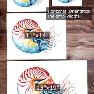 Nautilus : Art Print, Colorful Sea Life Nautical Watercolor Painting - Etsy