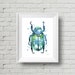 Blue Scarab Beetle: Watercolor Art Print - Etsy
