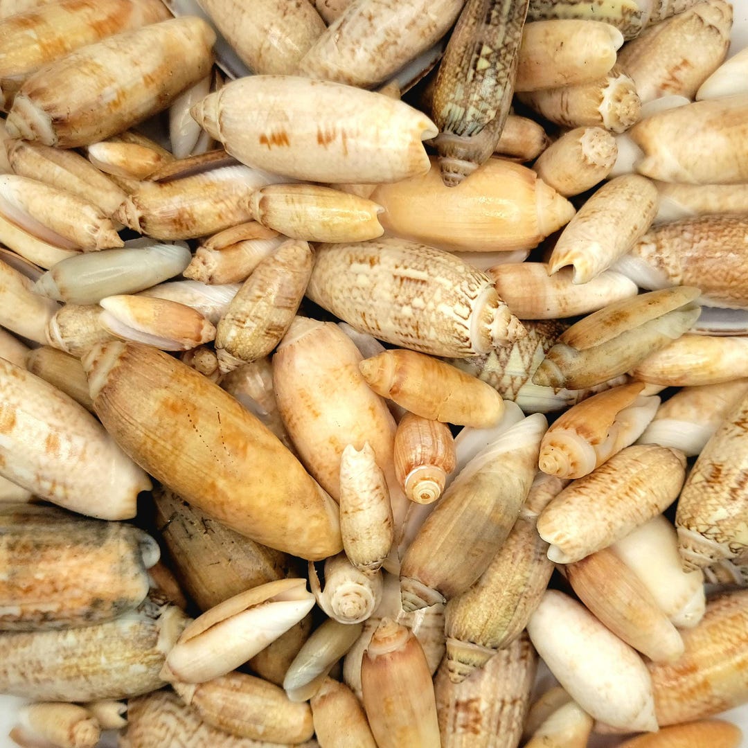 20 Natural Olive Shells - Etsy