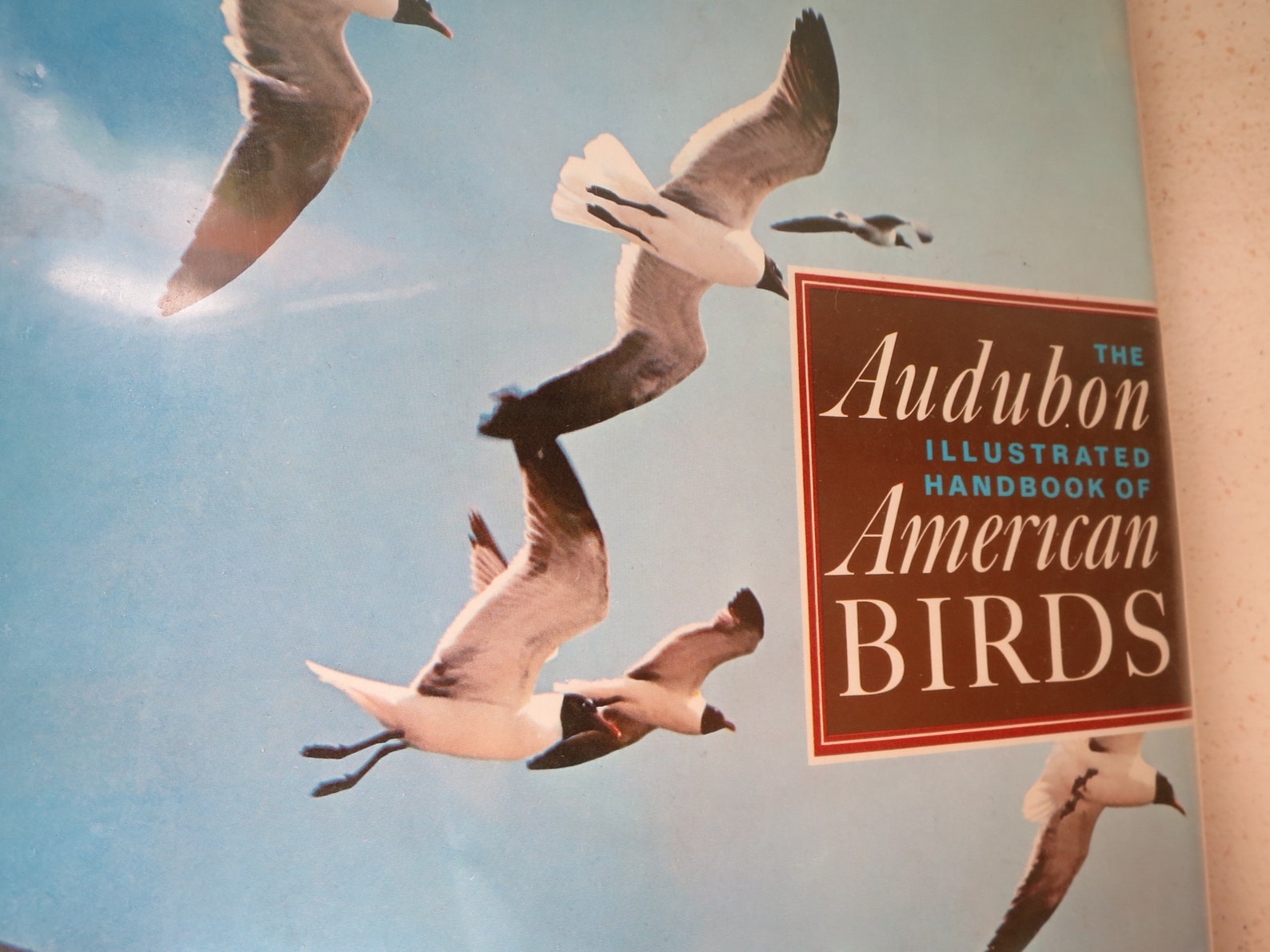 Audubon American Birds Book 1968 Illustrated Handbook Vintage - Etsy