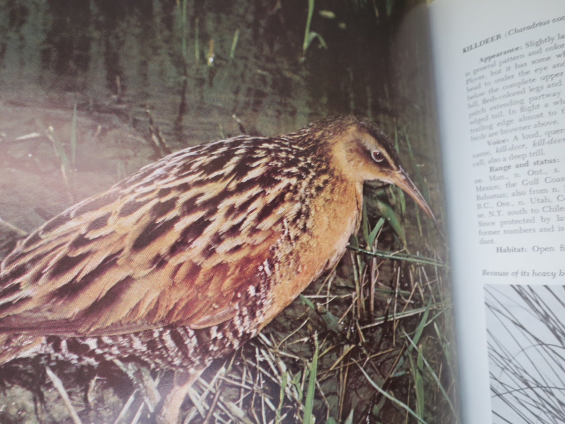 Audubon American Birds Book 1968 Illustrated Handbook Vintage Hardcover ...