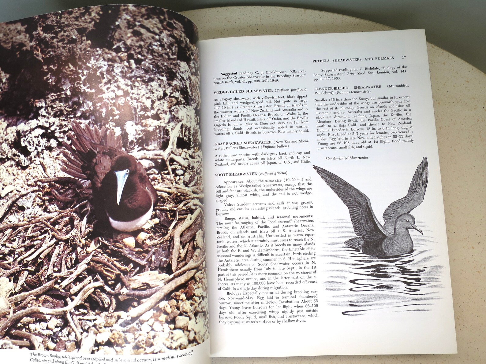 Audubon American Birds Book 1968 Illustrated Handbook Vintage Hardcover ...
