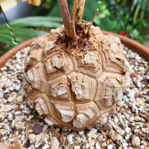 Caudex - Etsy