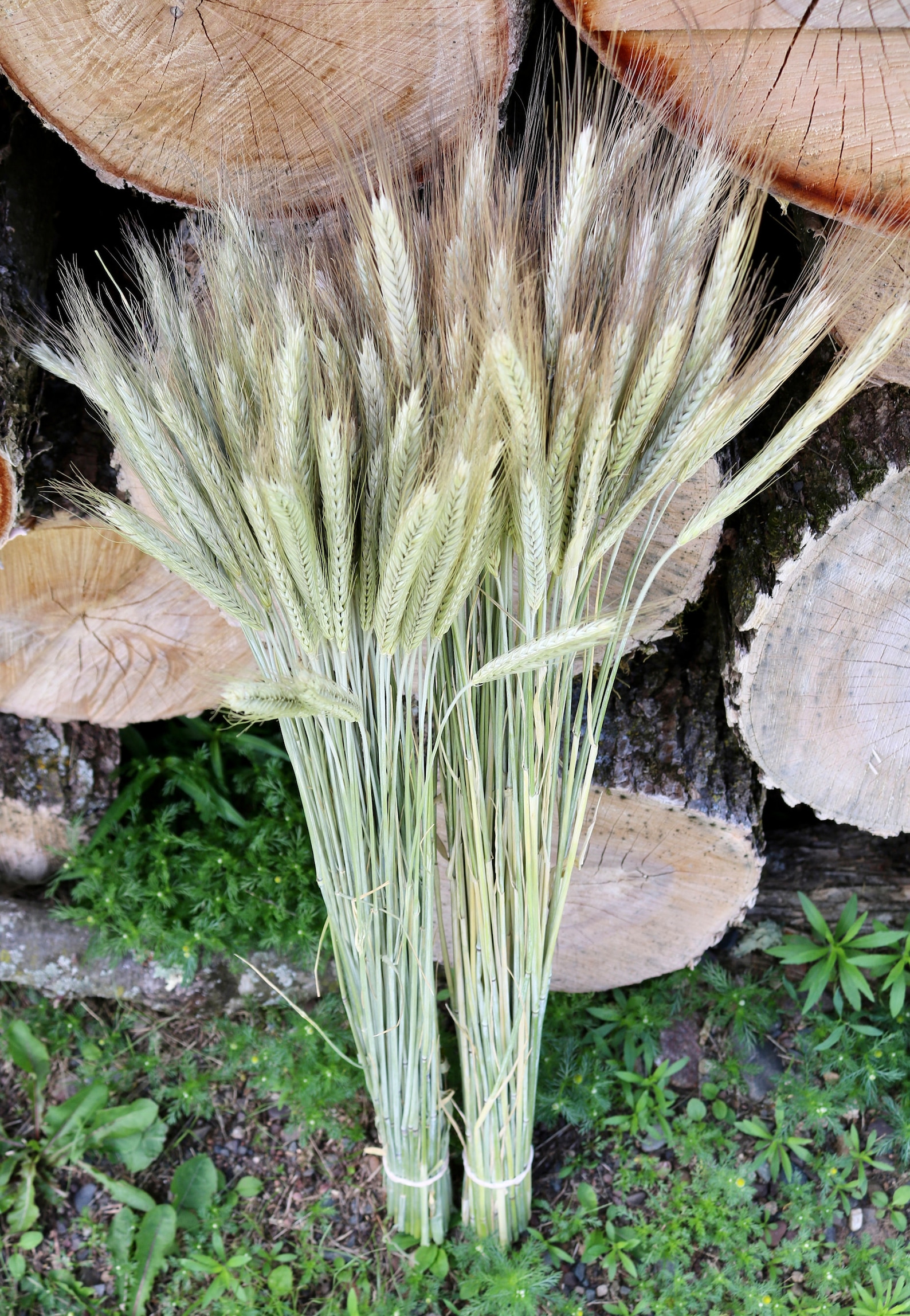 Natural Dried Rye Bundles: Fall Decor, DIY Bouquet (100 Stems) - Etsy