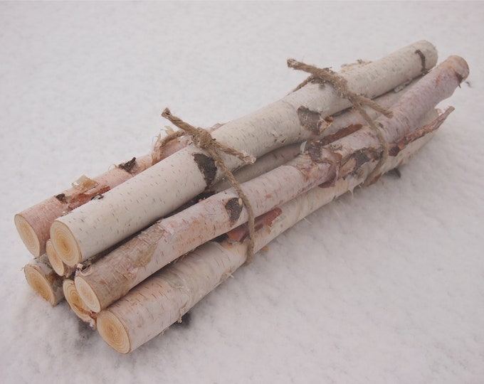 Conch Shell Seba Spider Seashell Lambis Truncata Spike 11 LARGE - Etsy