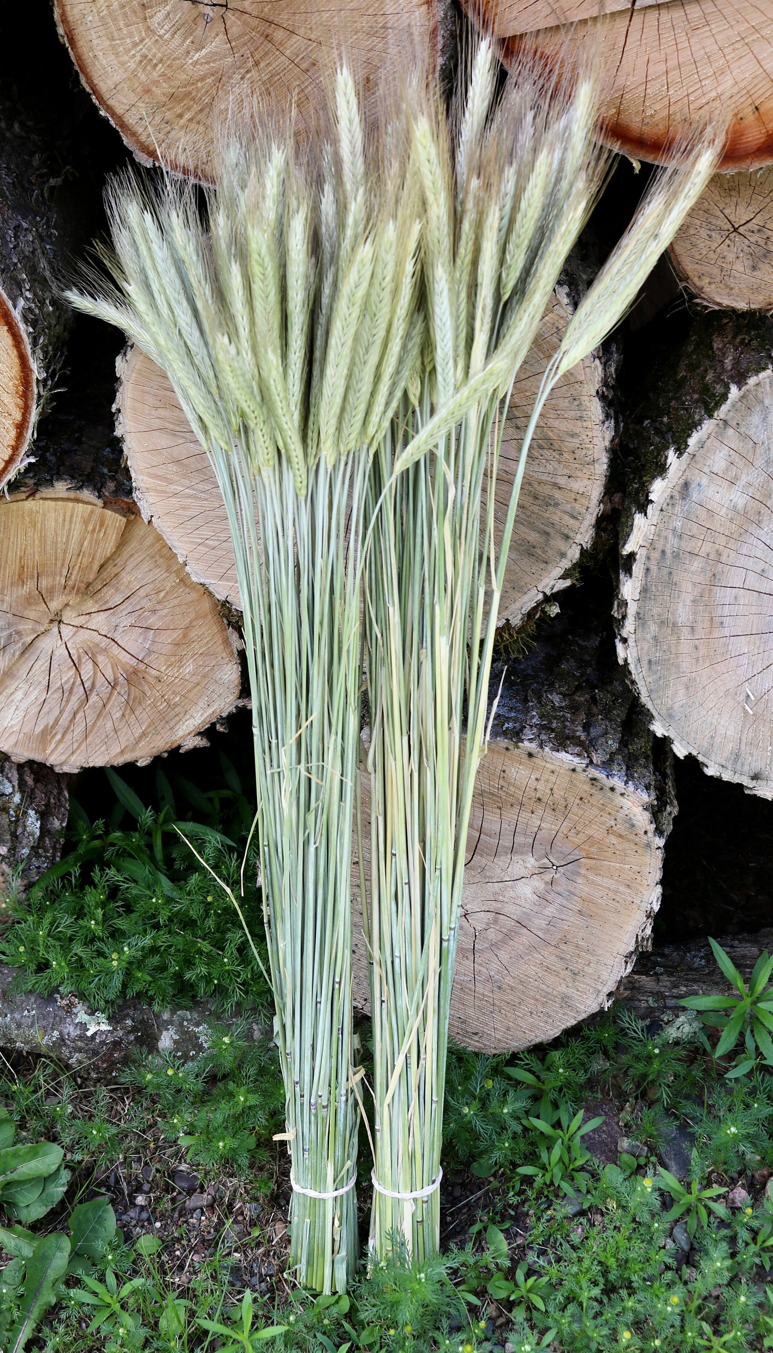 Natural Dried Rye Bundles: Fall Decor, DIY Bouquet (100 Stems) - Etsy