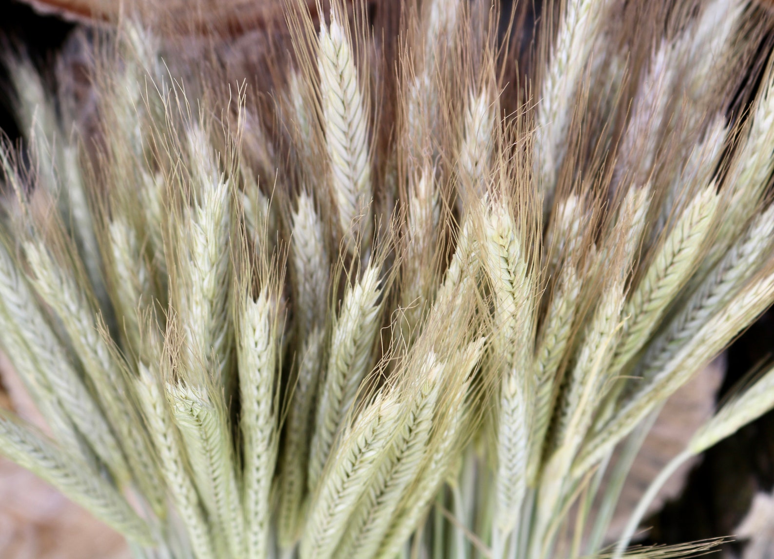 Natural Dried Rye Bundles: Fall Decor, DIY Bouquet (100 Stems) - Etsy