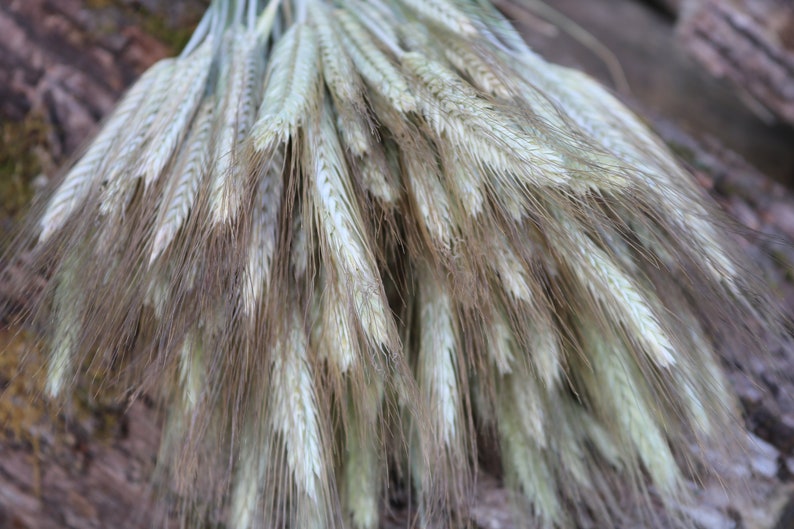 Natural Dried Rye Bundles: Fall Decor, DIY Bouquet (100 Stems) - Etsy