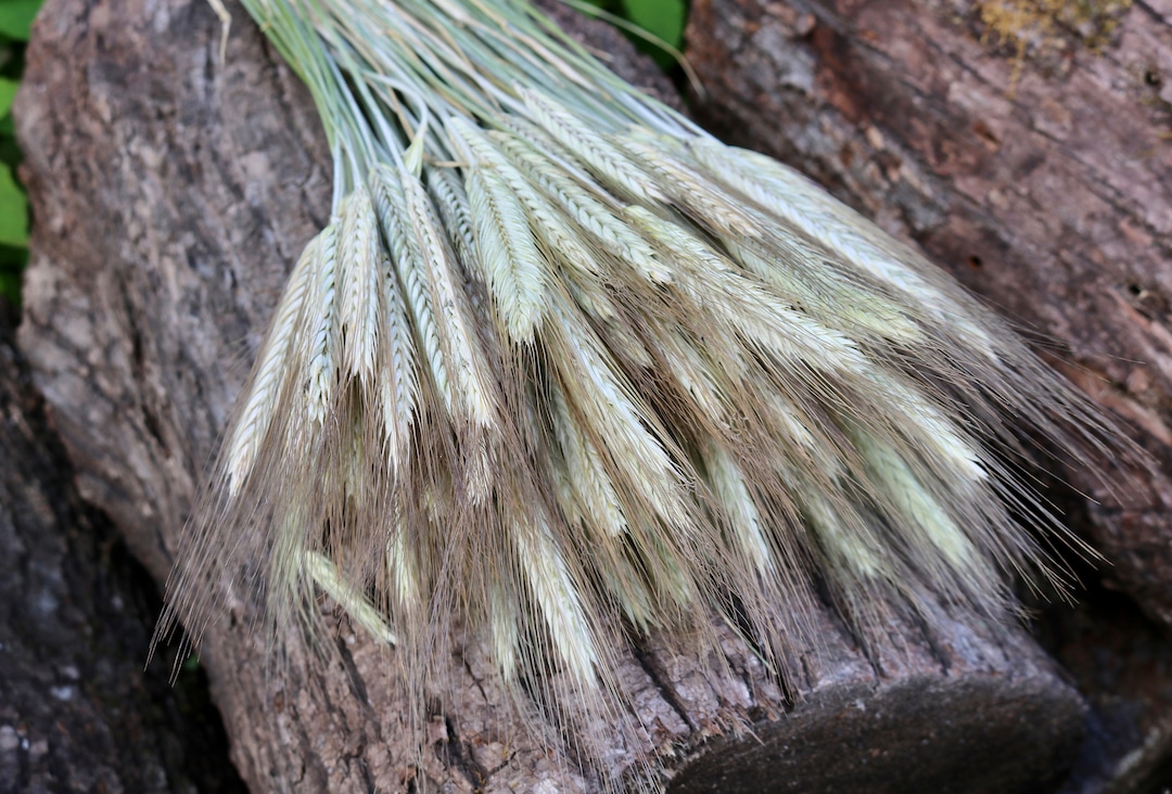 Natural Dried Rye Bundles: Fall Decor, DIY Bouquet (100 Stems) - Etsy