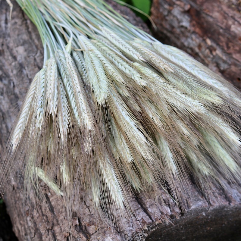 Dried Wheat Bundle Decor - Etsy