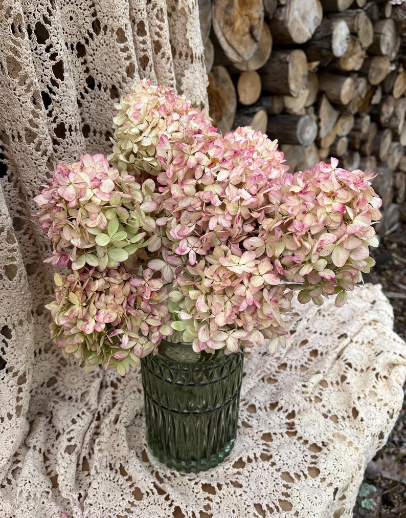 Dried Limelight Hydrangeas Greenish Beige and Rose in Color, Natural Hydrangeas - Etsy