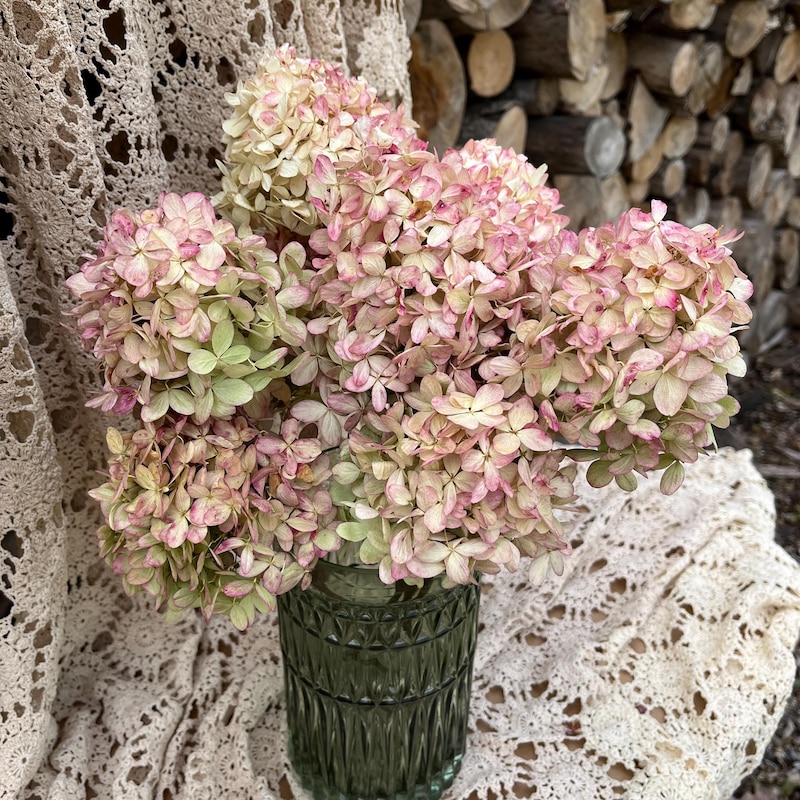 Dried Hydrangeas - Etsy