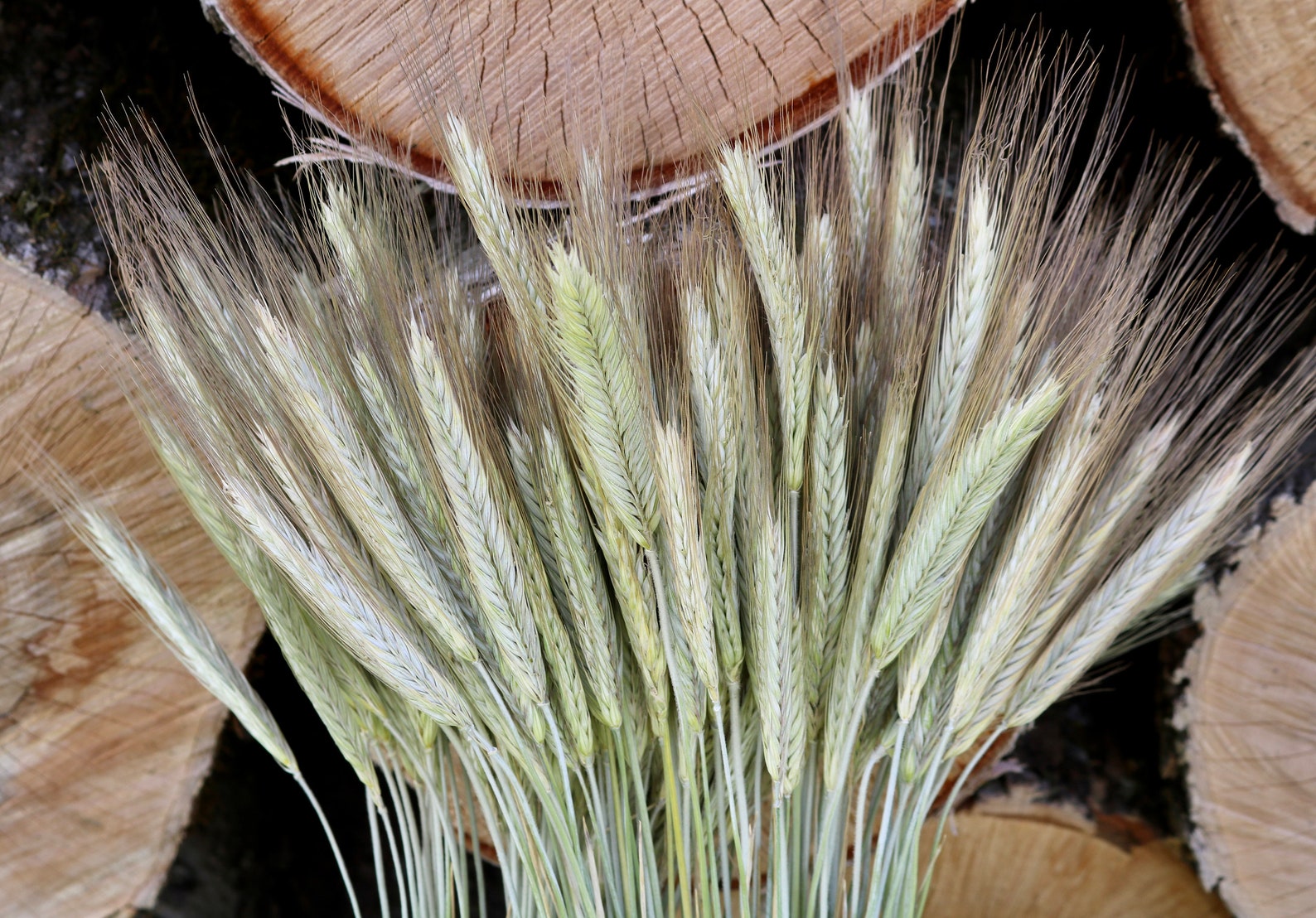 Natural Dried Rye Bundles: Fall Decor, DIY Bouquet (100 Stems) - Etsy