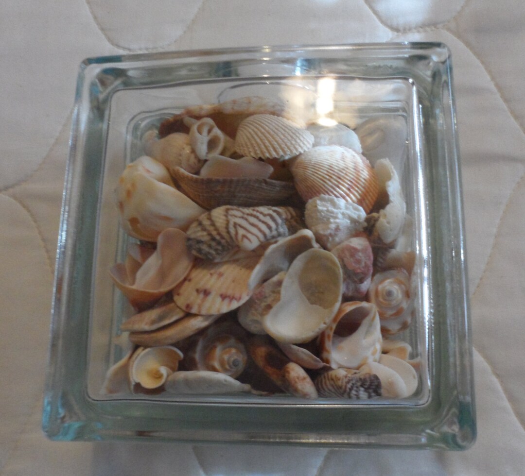 Sea Shell Glass Bookend - Etsy