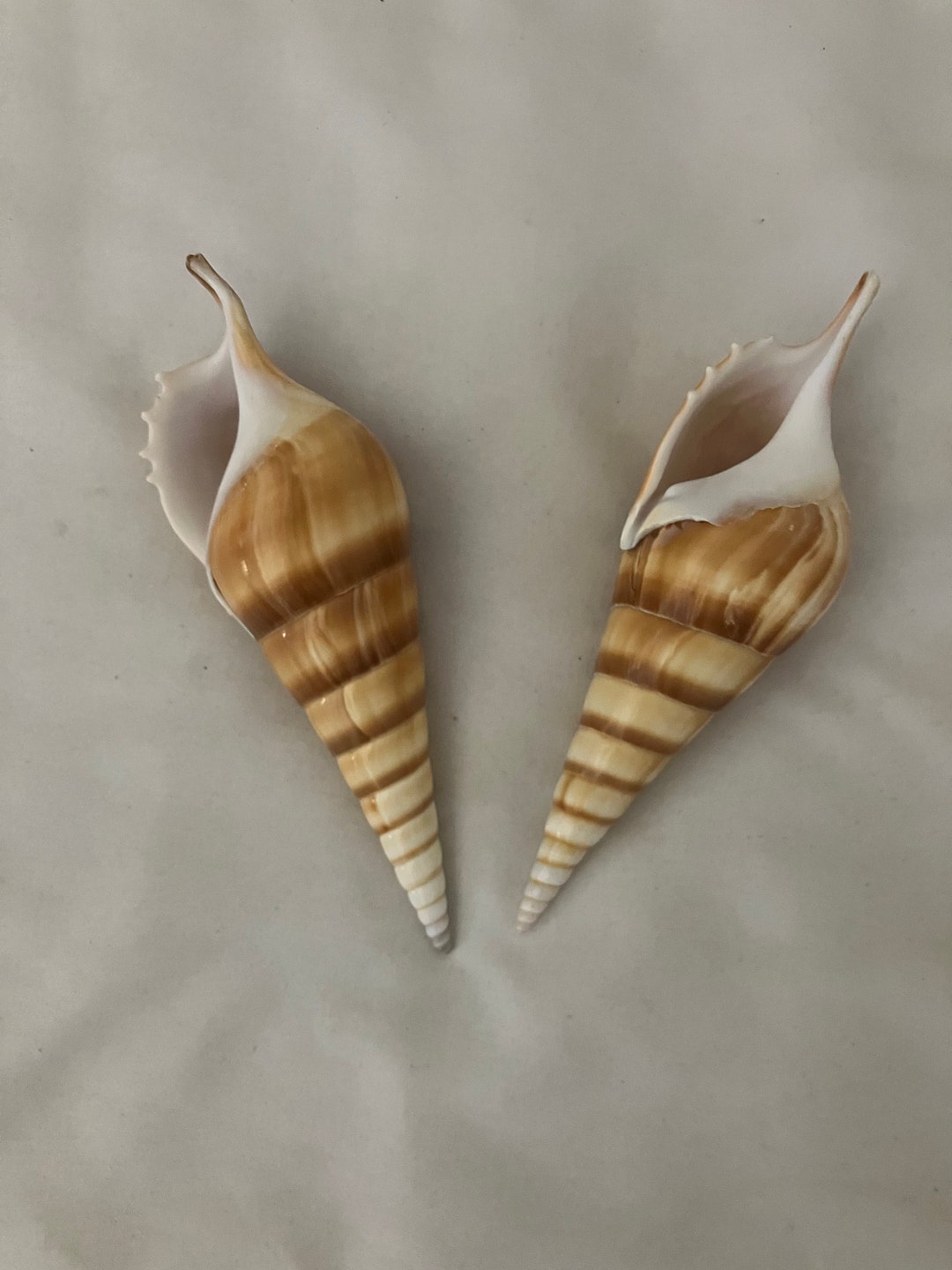 Tibia Curta Seashell, Shell Supplies, Crafts, Home Decor, Beach Decor ...