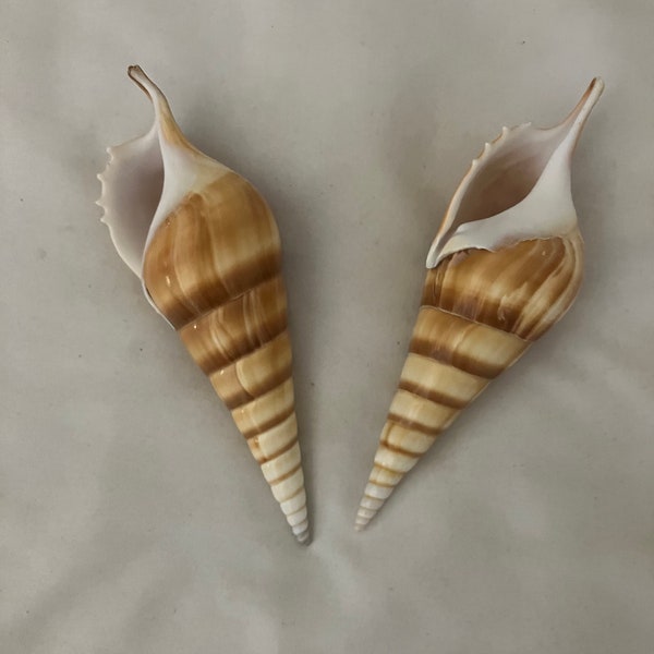 Tibia Shells - Etsy