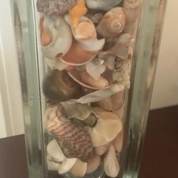 Shell Bookends - Etsy