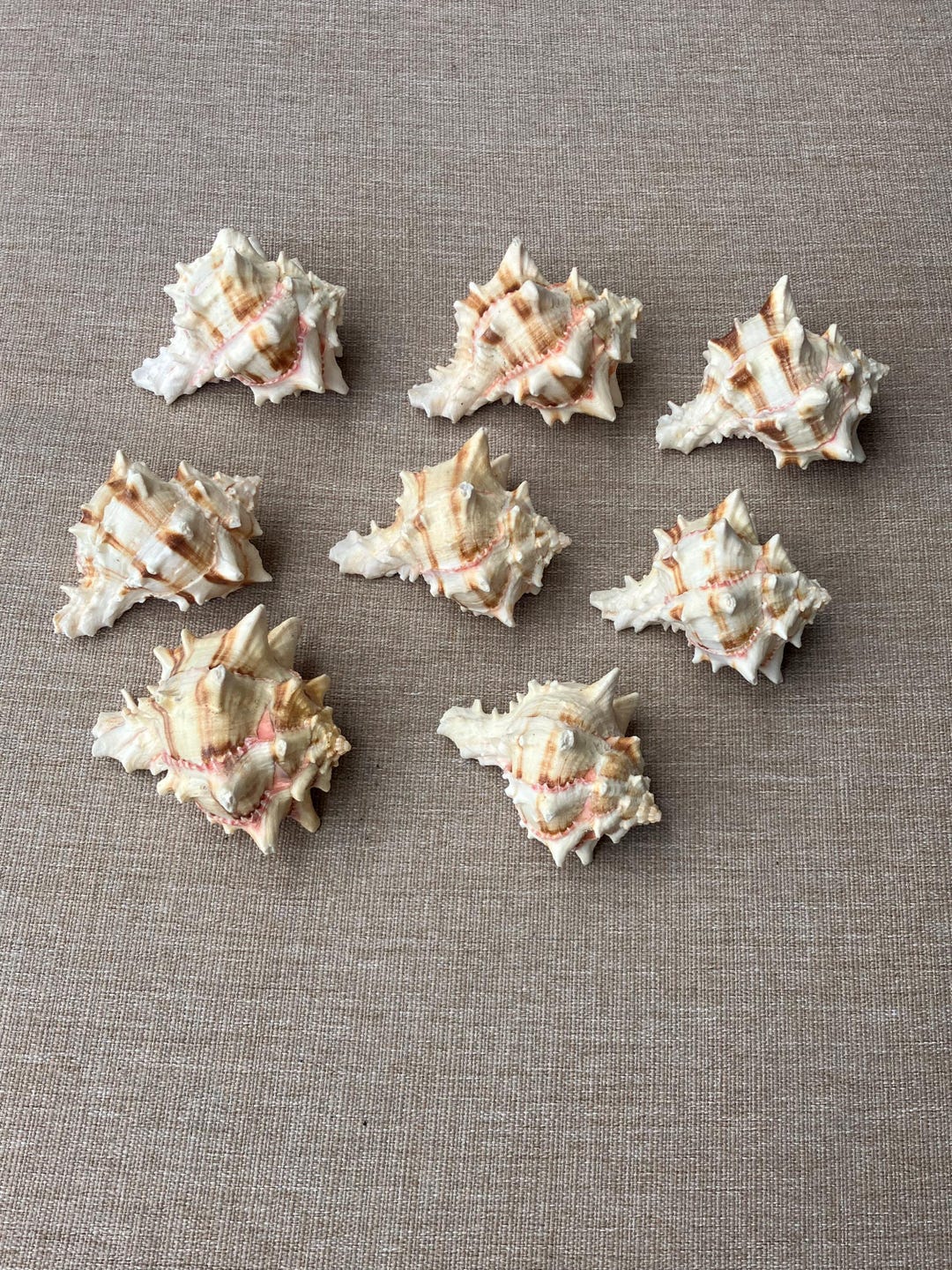 Murex Virqenues Seashell, Shell Supplies, Crafts, Home Decor, Beach ...