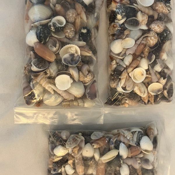 Tiny Seashells - Etsy