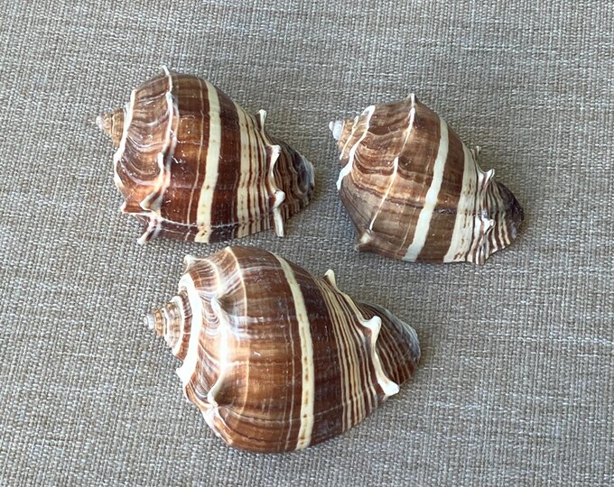 Common Crown Conch, Seashell Craft Supply, Beach Decor - Etsy