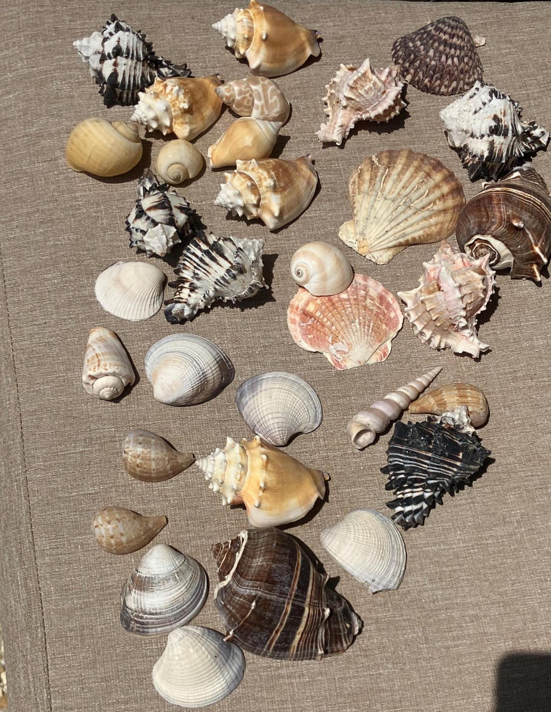 Seashell Variety Mixes, Shell Craft Supplies - Etsy
