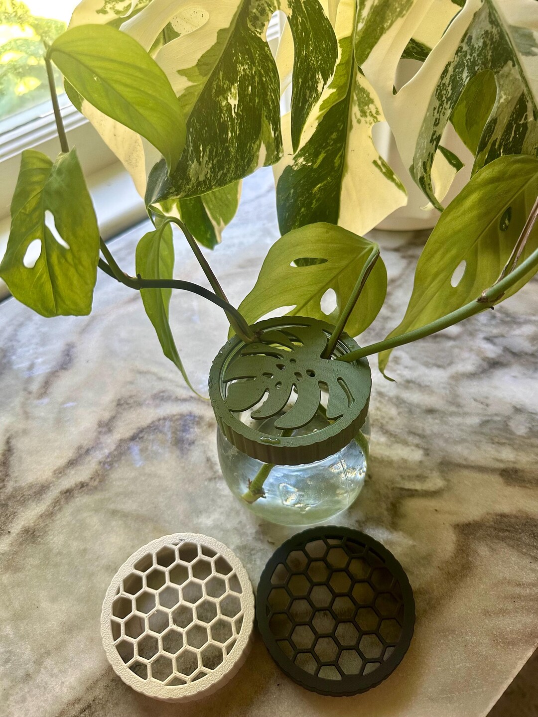 Propagation Jars for Plant Cuttings - Etsy