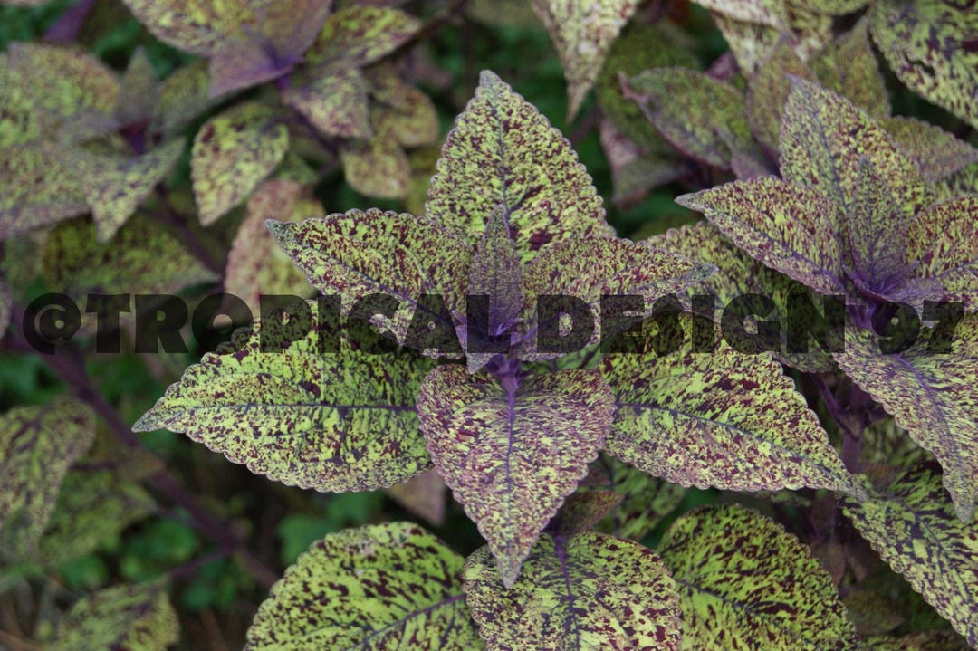 Coleus, Wallpaper, Plant, Nature, Image, Digital Photo - Etsy Australia