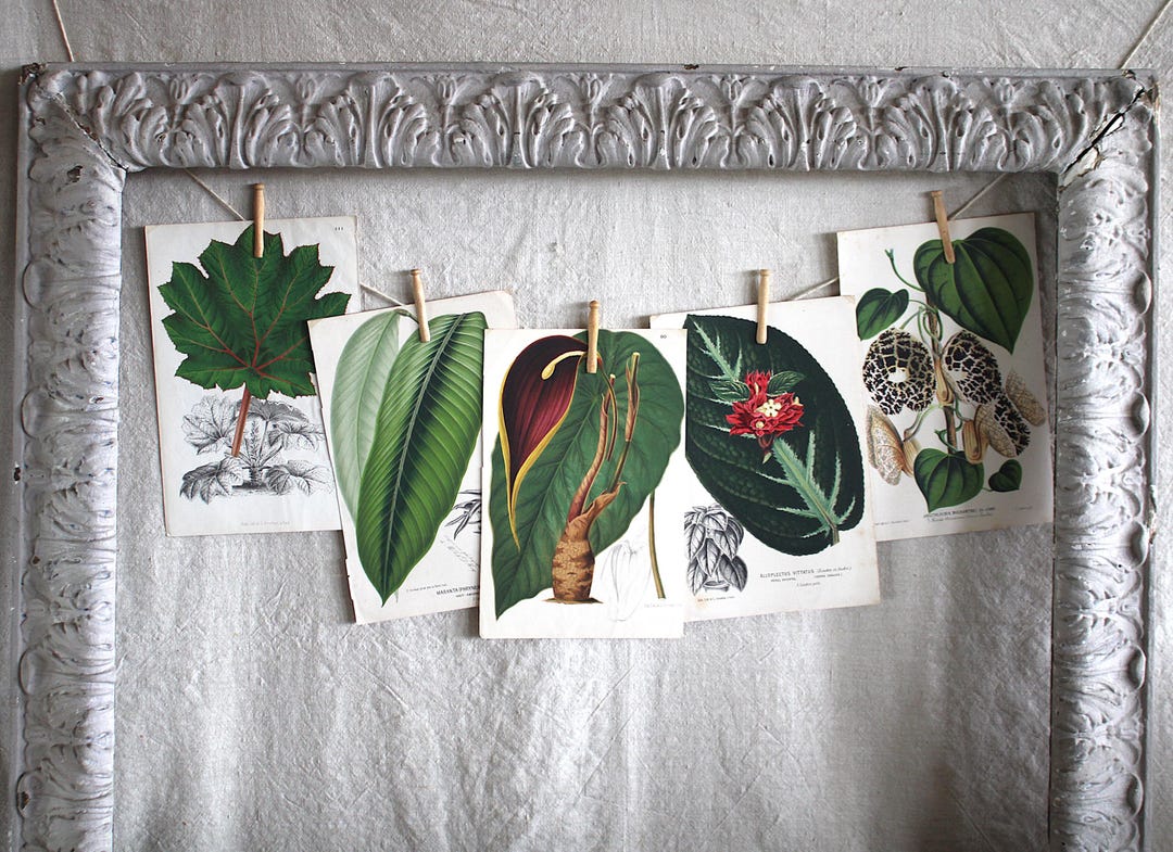 Antique Botanical Prints, Lush Foliage Chromolithographs, Set of 5 - Etsy