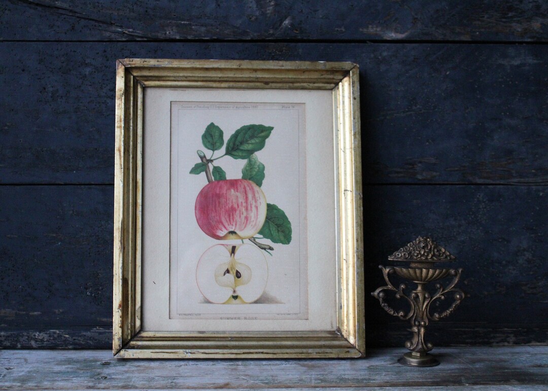 Antique Lithograph Book Plate IV Summer Rose Apple Division of Pomology ...