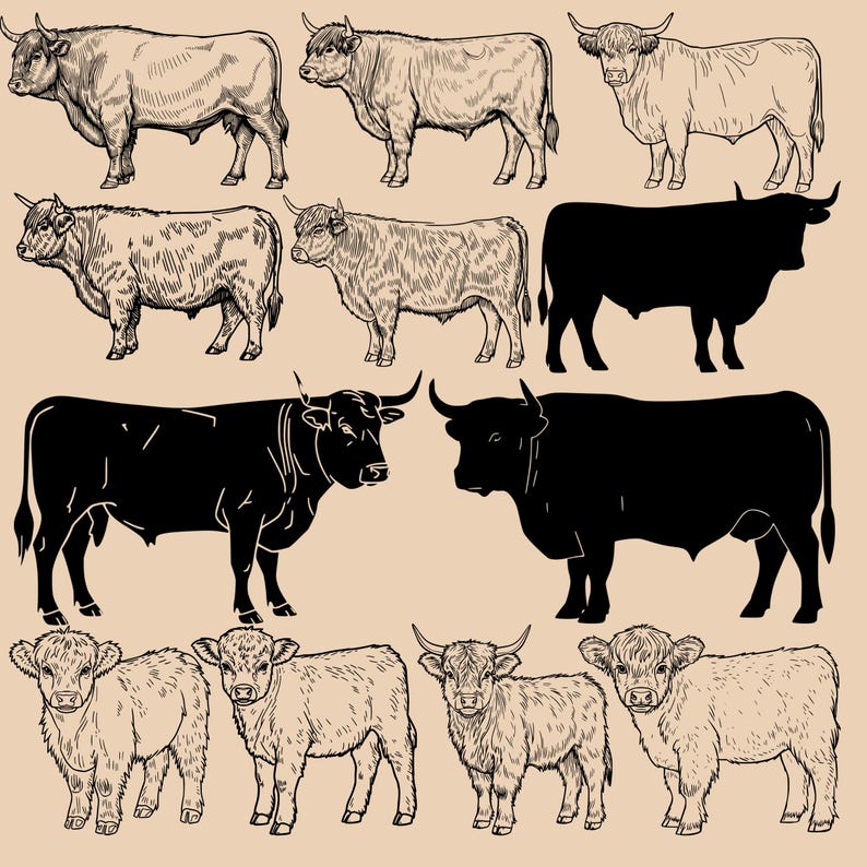 Hairy Longhorn Highland Cow PNG SVG DXF Clipart Bundle: Bull and Calf ...