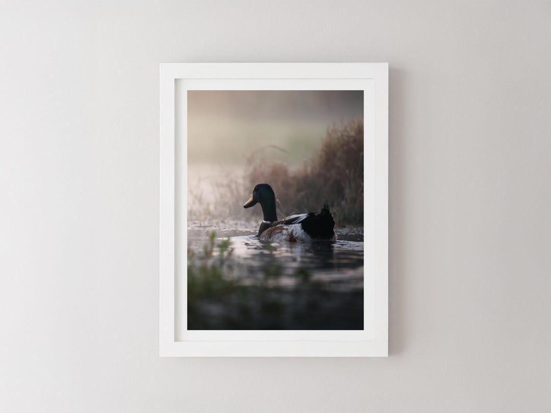 Mallard Art Print, Wildlife Photography, Fine Art Print, Nature ...