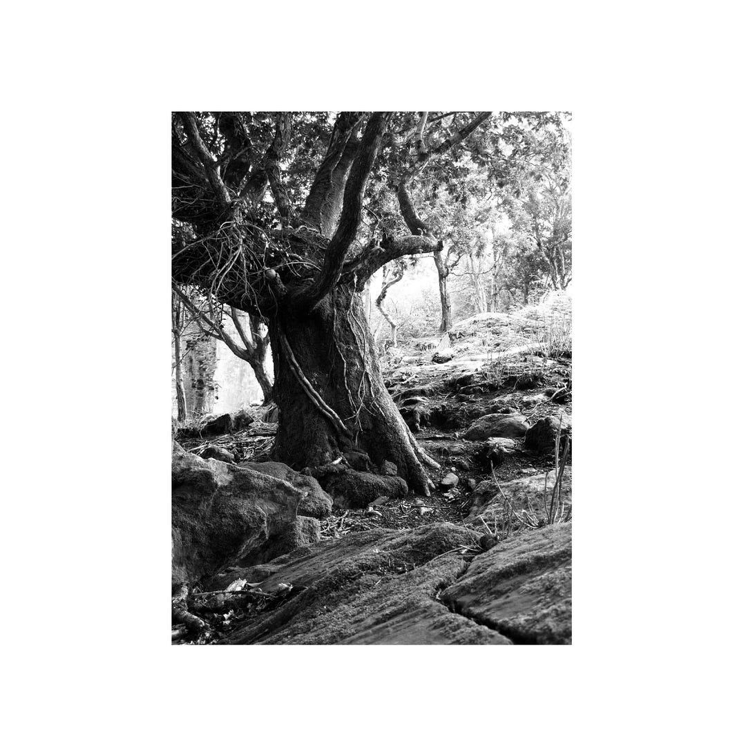 Black and White Tree Art, Tree Photography Print, Black and White ...