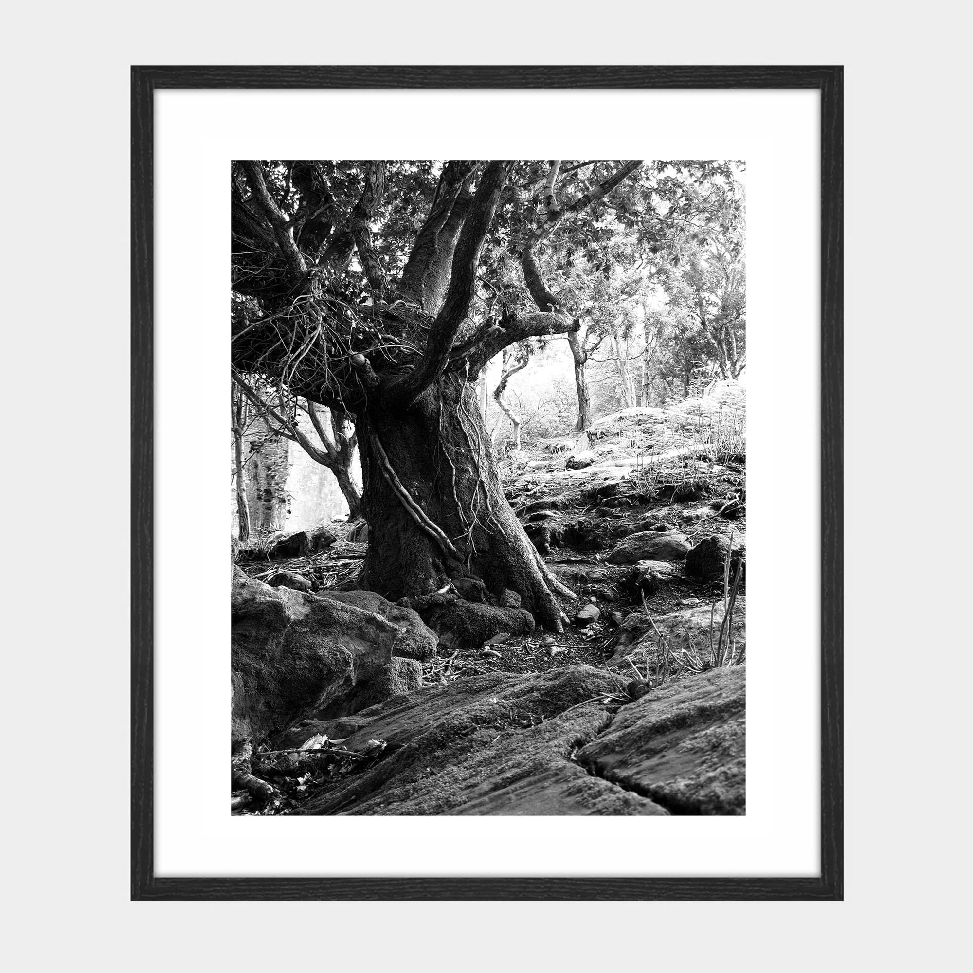 Black and White Tree Photography Print, Ireland Landscape Photography ...