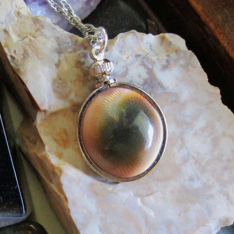 Operculum Shell - Etsy