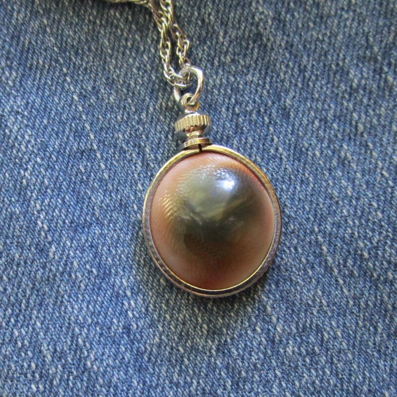 Operculum Shell - Etsy