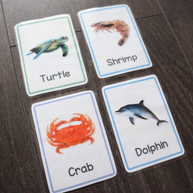 Sea Animal Flash Cards Printable | Real Life Ocean Animal Photos ...