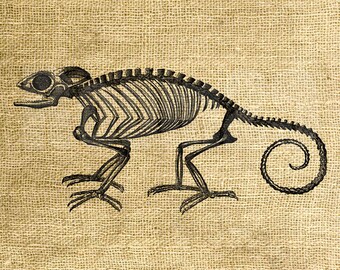 Chameleon skeleton | Etsy