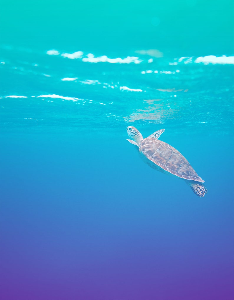 Underwater Wallpaper Sea Turtle Pastel Color Sea Life Blue - Etsy
