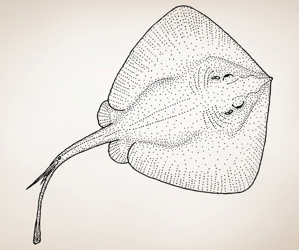 Spotted Stingray Wall Decal Sticker. Kid's Room Decor. Sea - Etsy