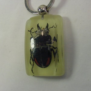 Vintage Glow in the Dark Lucite Key Chain With Real Beetle Inside on ...