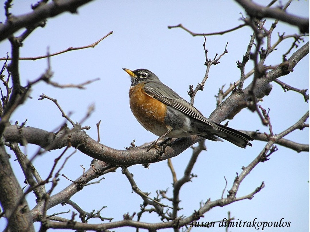 Bird Card, Wildlife, Spring Robin - Robin Photograph, Blank Card, Write ...
