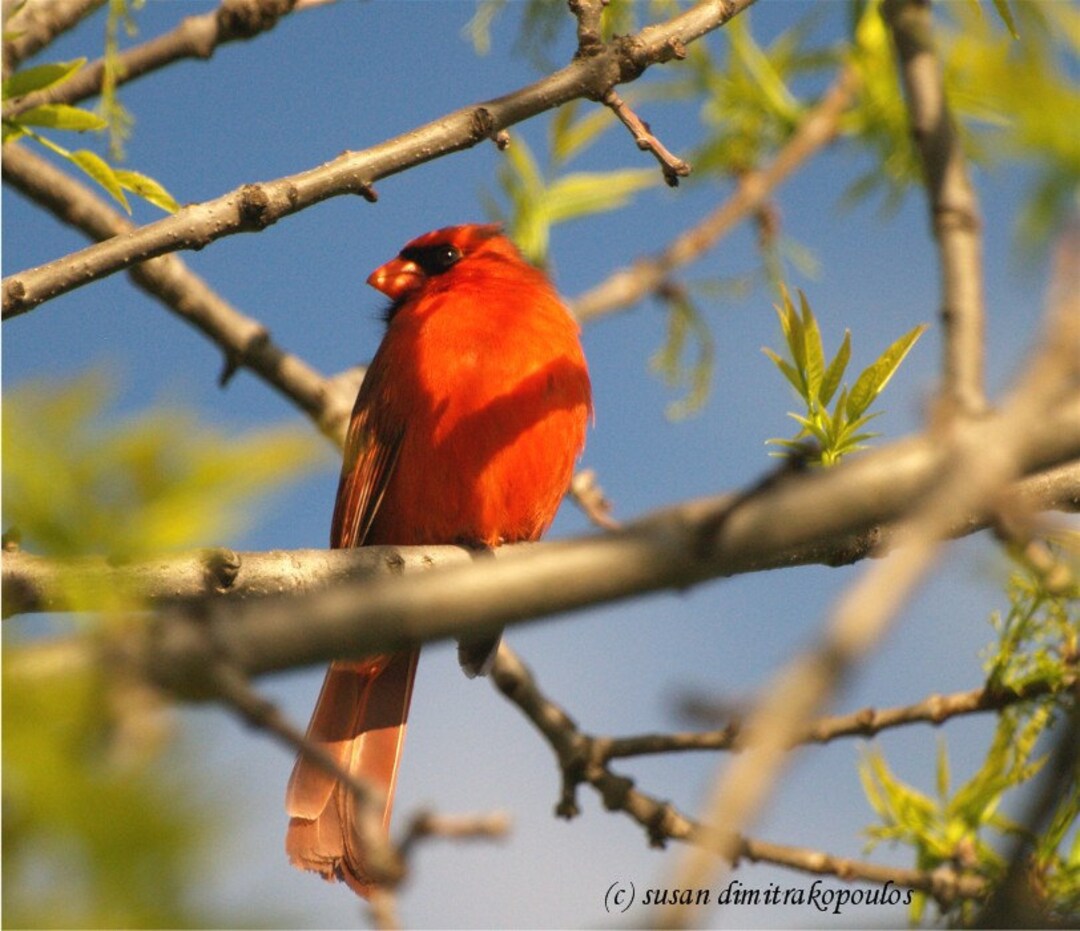 Bird Cardinal Card, Summer Cardinal, Bird Card, Blank Card, Write Your ...