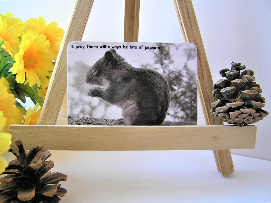 The Peanut Prayer, Squirrel Fridge Magnet, Wildlife Nature Grey ...