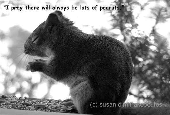 The Peanut Prayer, Squirrel Greeting Card, Blank, Write Your Own ...