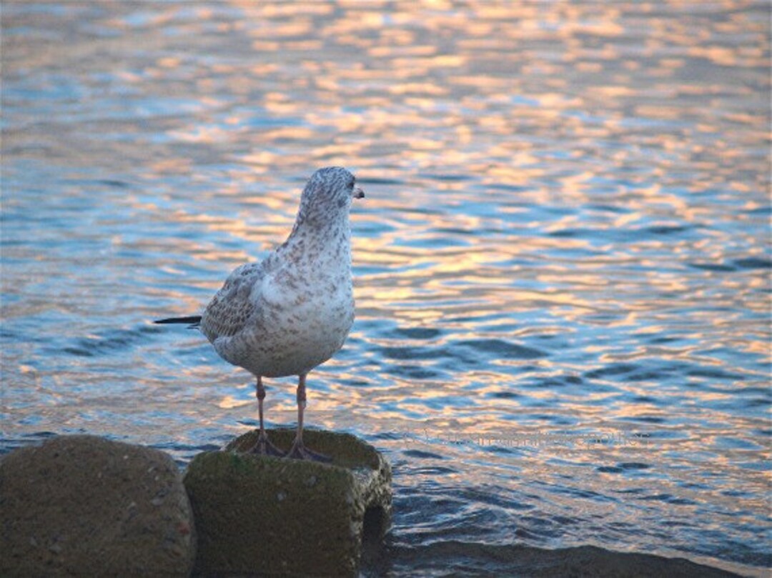 Bird Photograph, Looking Back, Jonathan Livingston Seagull, Scenery ...