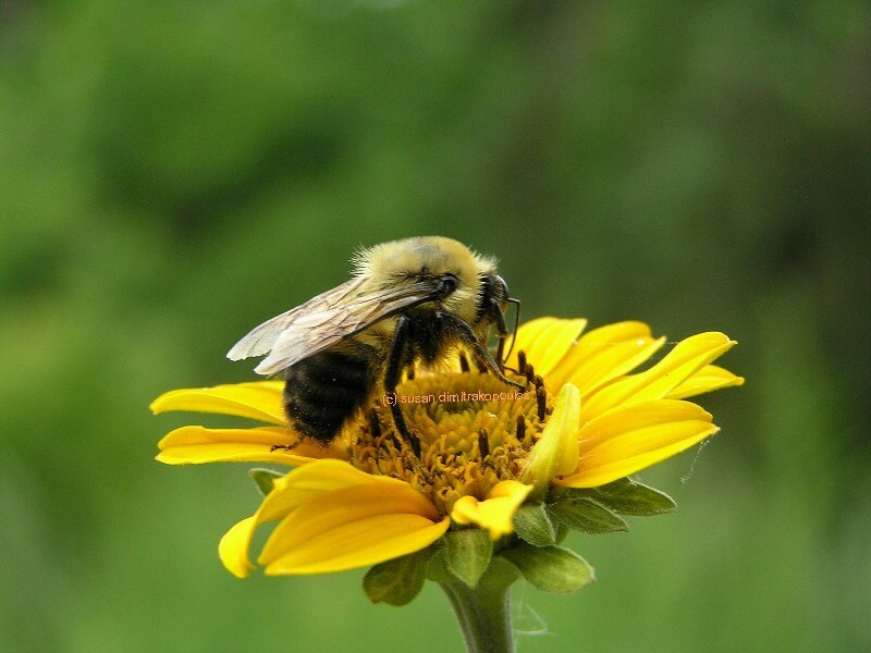 Morning Bee, Blank Art Card, Write Your Own Msg, Bee Photography ...
