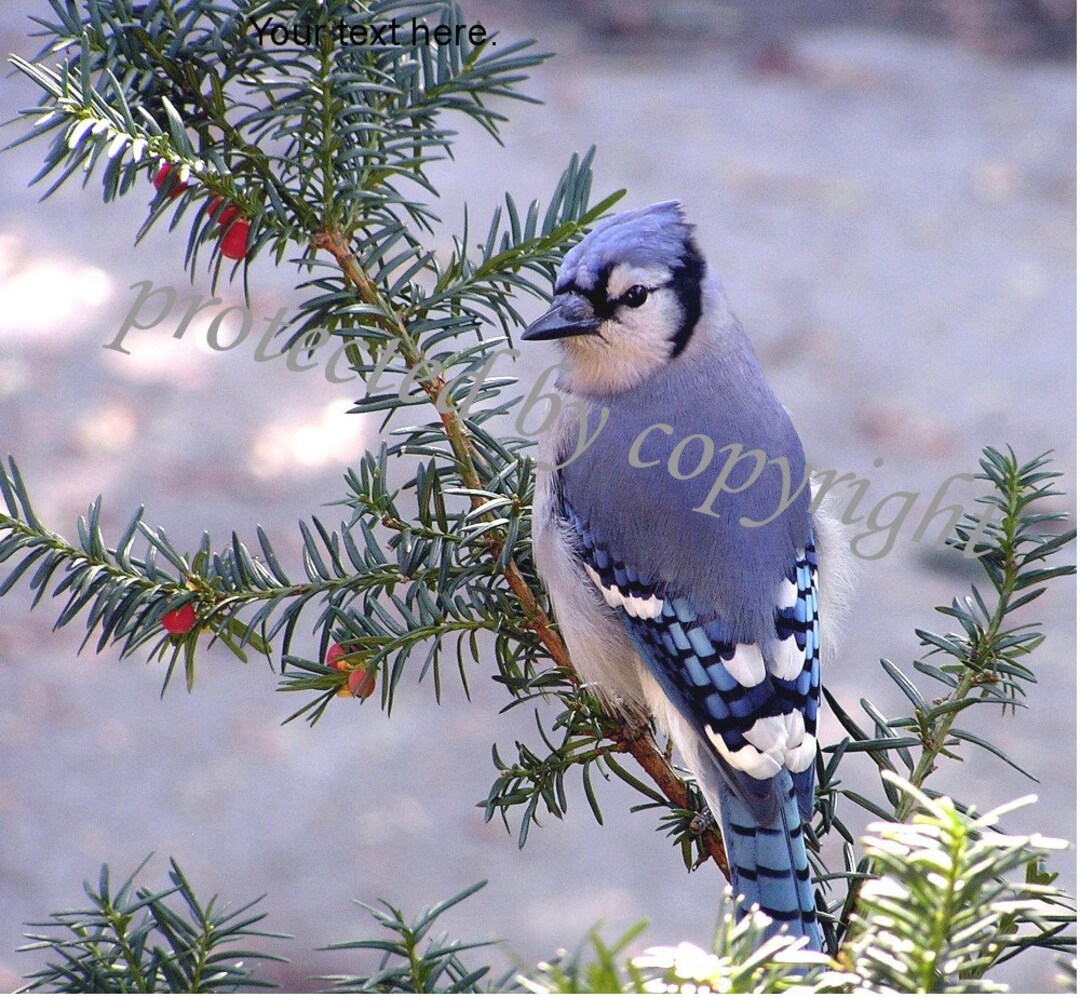 Blue Jay Morning Visitor Bird Print Photograph Wall Art Home Decor Gift ...