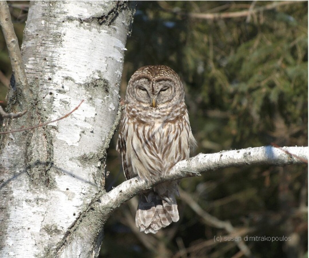 Sleepy Barred Owl, Bird Greeting Card, Blank Write Your Own Msg., Bird ...