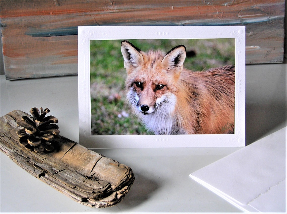Fox on Bluffs, Blank Card Write Your Own Msg. Red Fox, Nature Wildlife ...